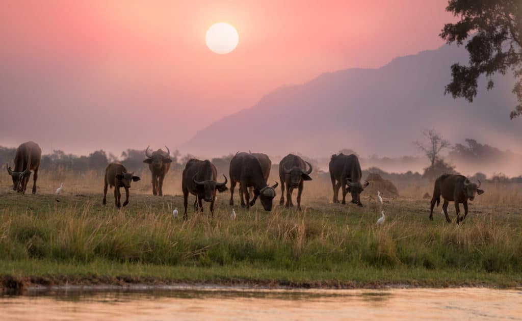 Top 12 National Parks & Wildlife Sanctuaries in India | Epiconic Travel